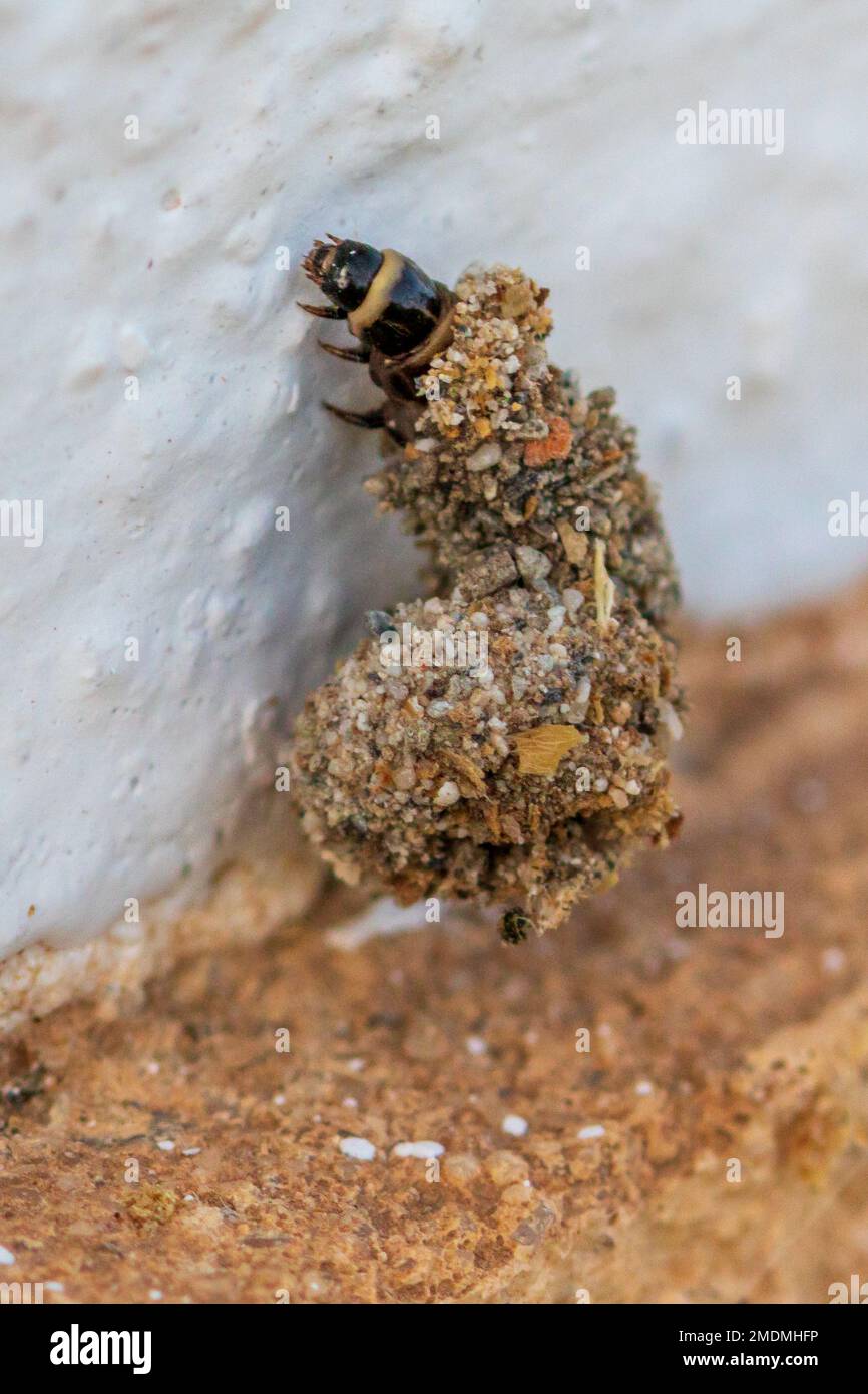 Family psychidae hi-res stock photography and images - Alamy