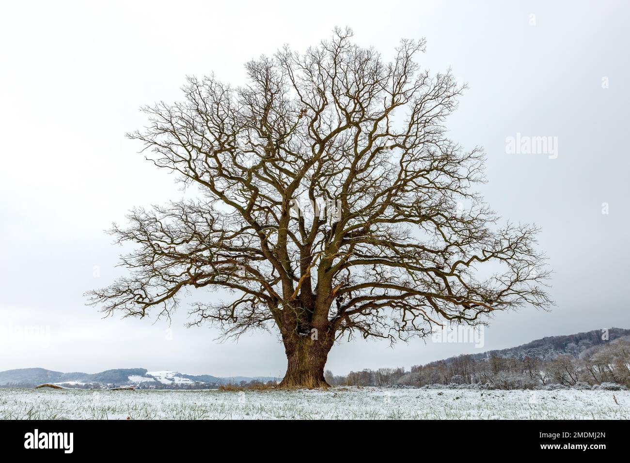 Old oak in a winter landscape Stock Photo - Alamy