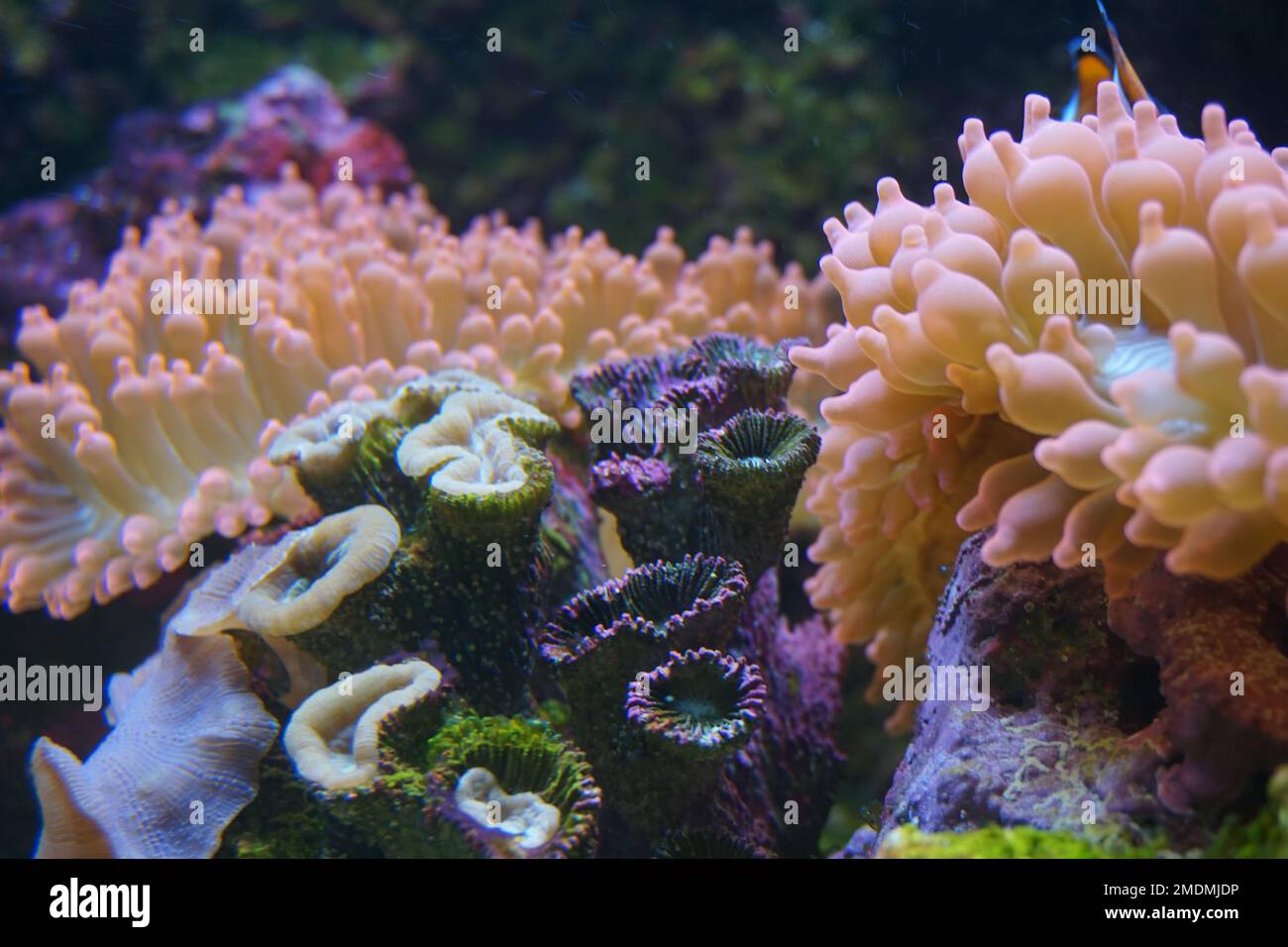 Aquascape aquarium hi-res stock photography and images - Alamy