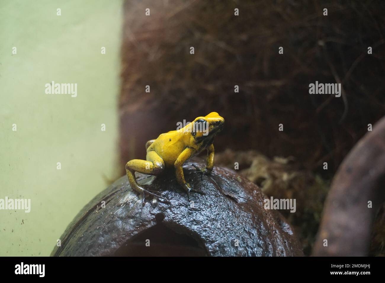 Yellow dart frog standing on a coconut Stock Photo - Alamy