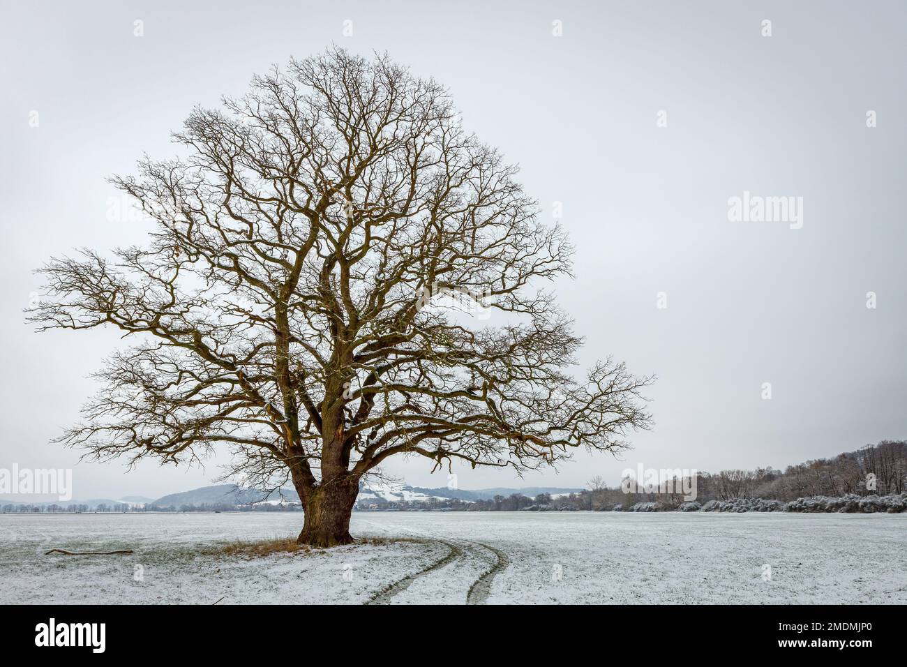 Old oak in a winter landscape Stock Photo - Alamy