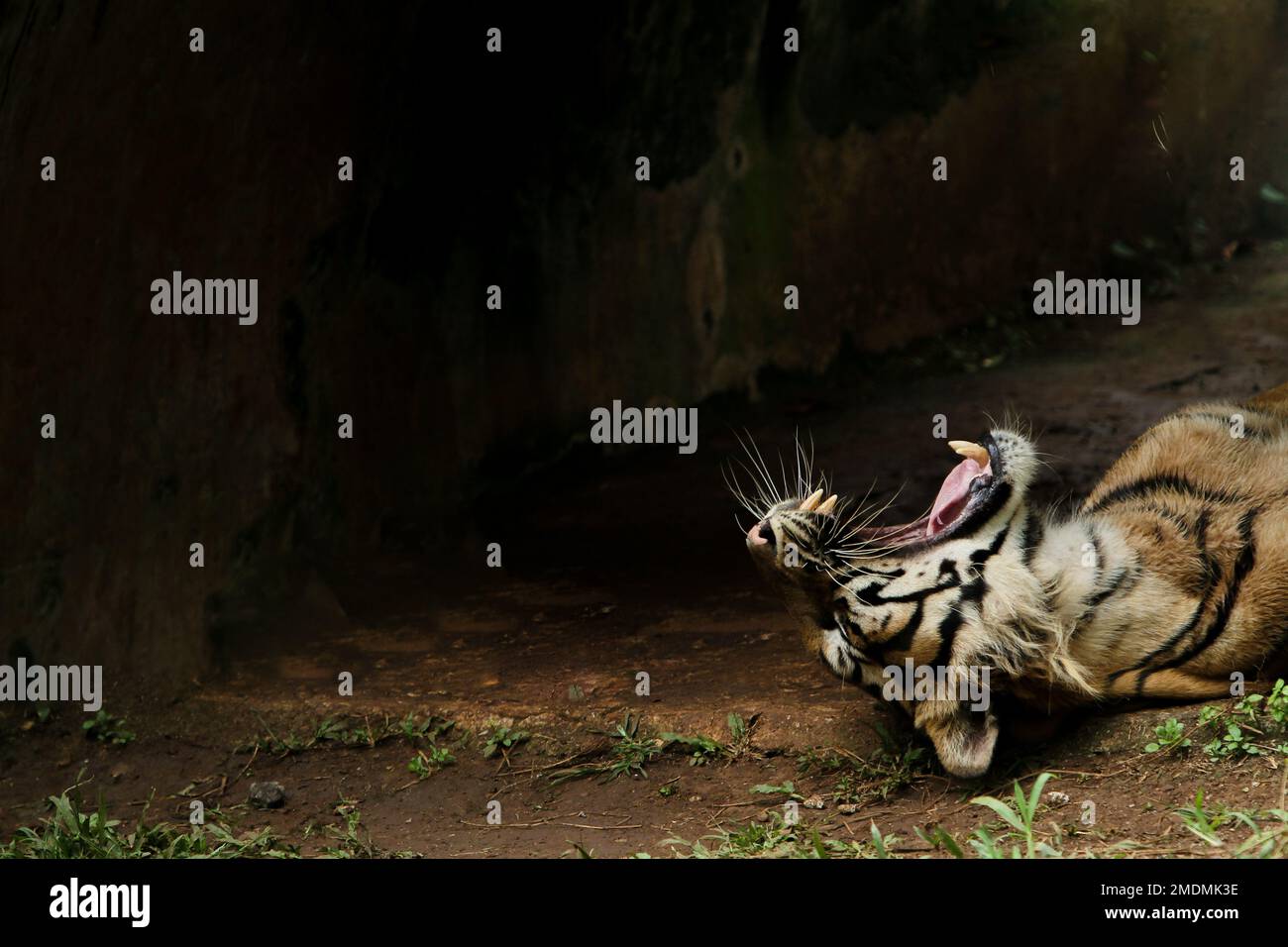 Feline yawning hi-res stock photography and images - Alamy