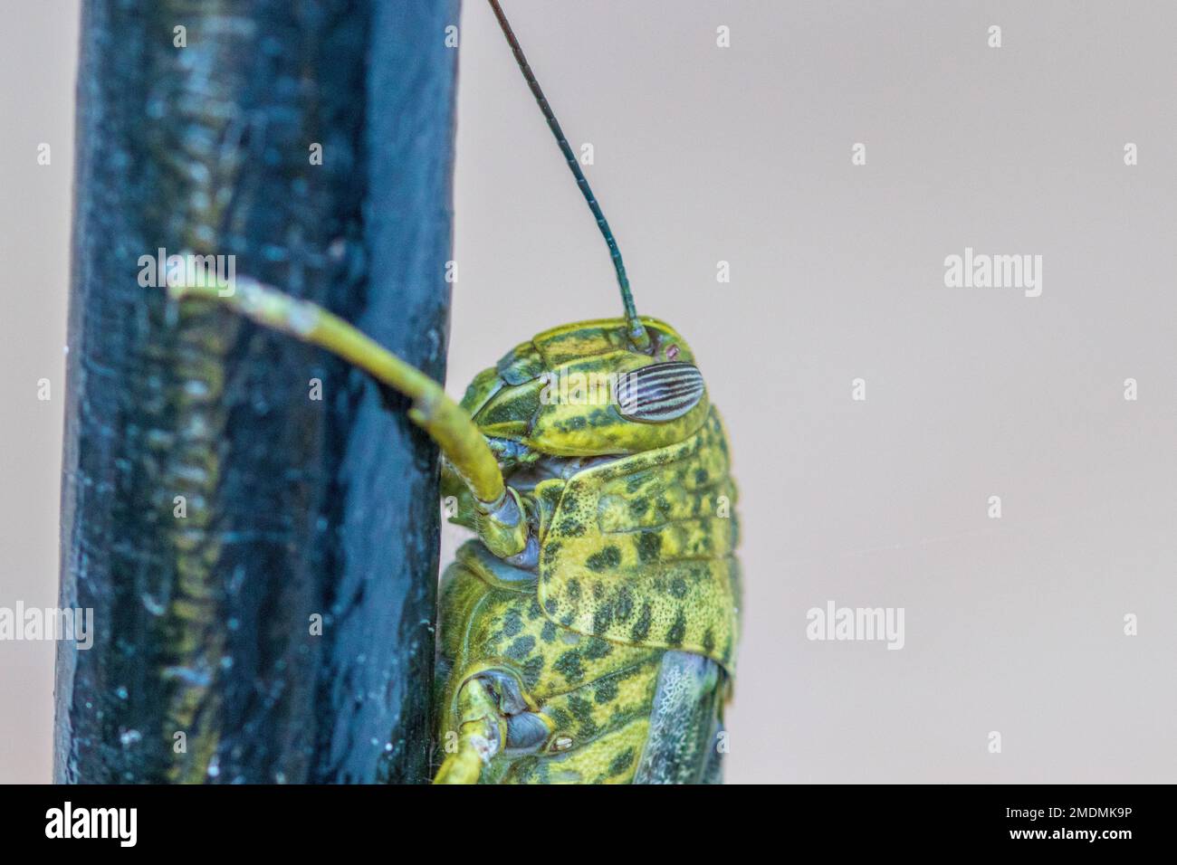 Egyptian Bird Grasshopper, Anacridium aegyptium Stock Photo - Alamy