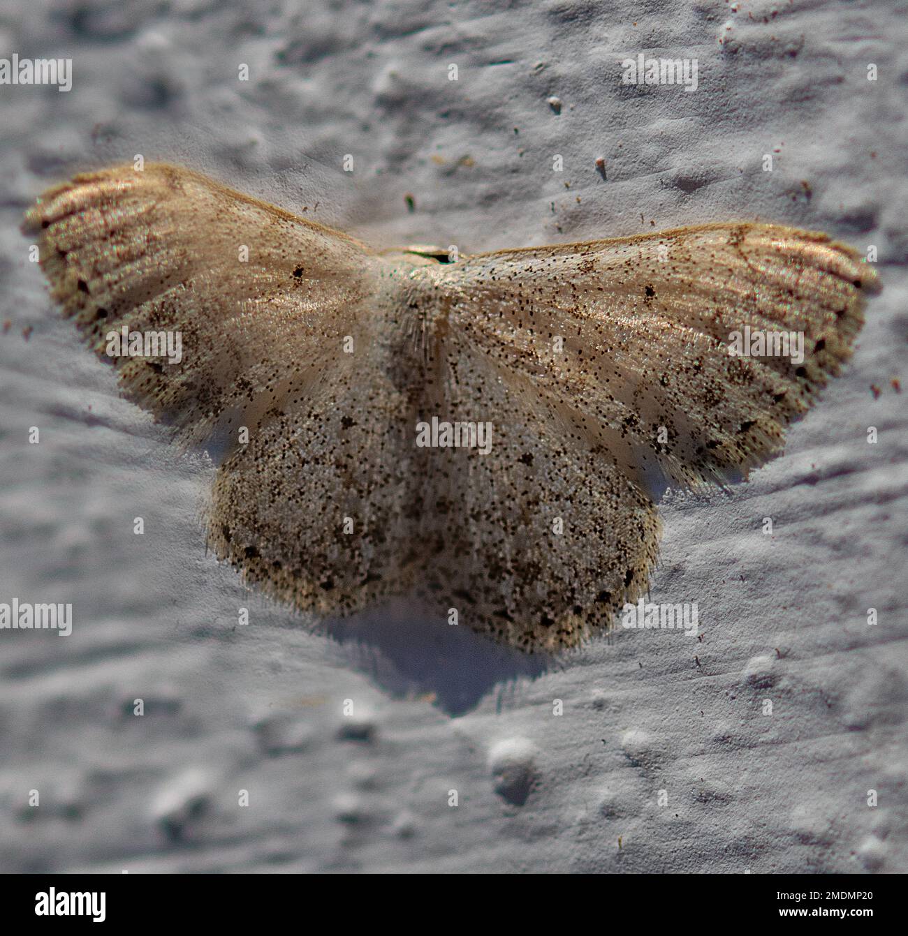 Mullein wave hi-res stock photography and images - Alamy