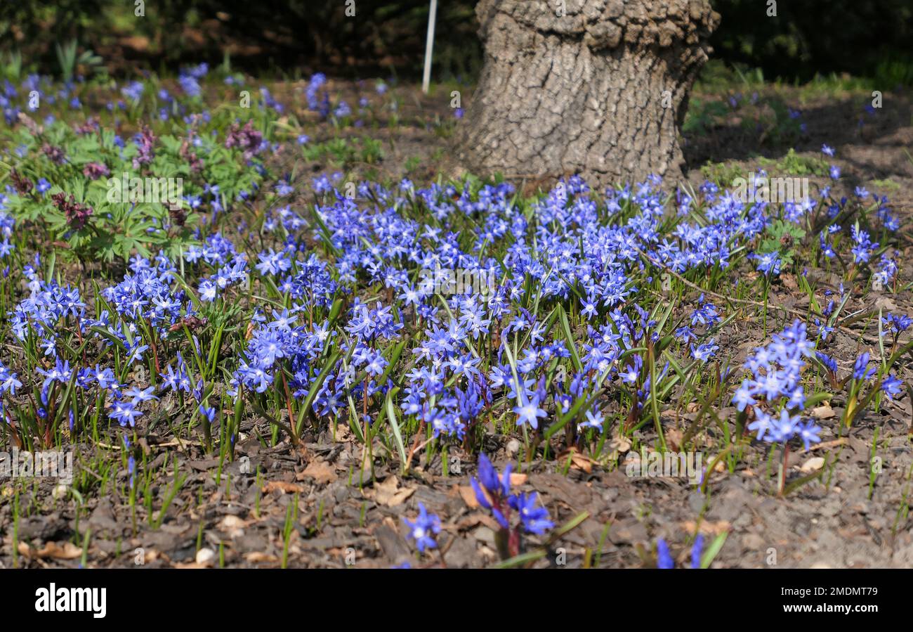 Blue spring scilla squill flowers in sunlight Stock Photo - Alamy
