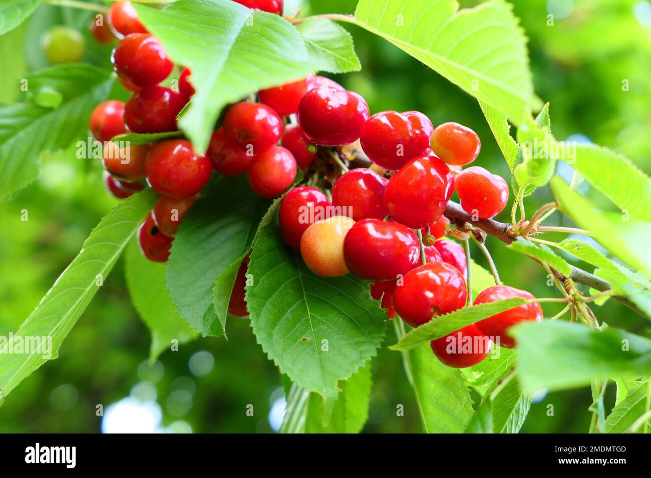 Sweet cherries on the branch. Cherry tree close up Stock Photo - Alamy