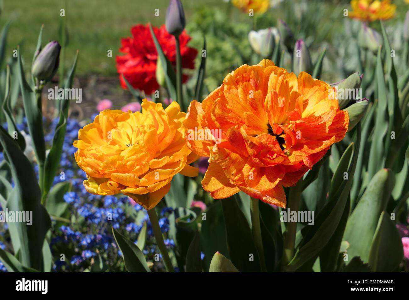 Orange full double tulips growing in the garden. Spring flowers Stock ...