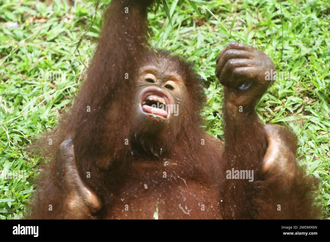 Excited animal funny hi-res stock photography and images - Alamy
