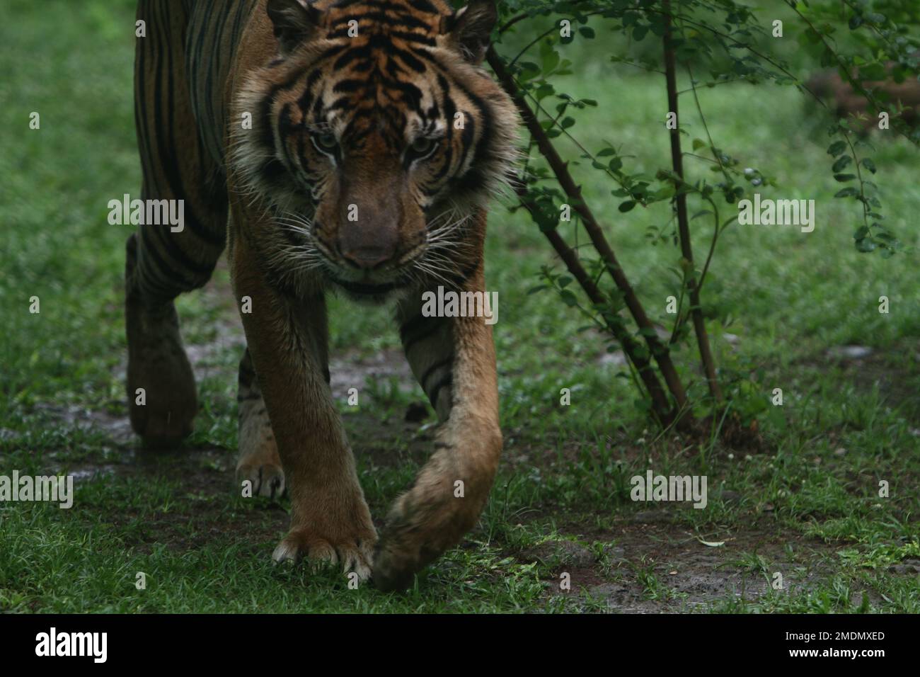 Big beast hi-res stock photography and images - Alamy