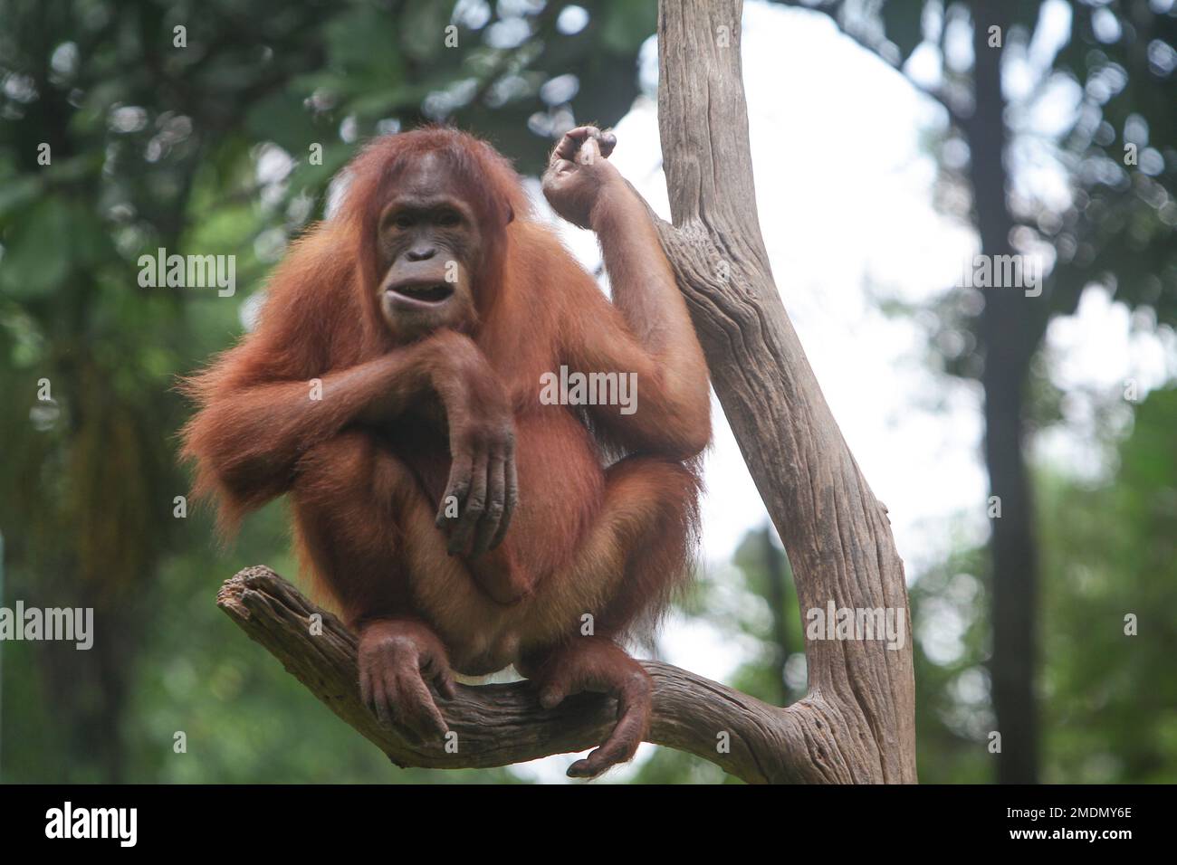 Sitting tree branch baby cute hi-res stock photography and images - Alamy