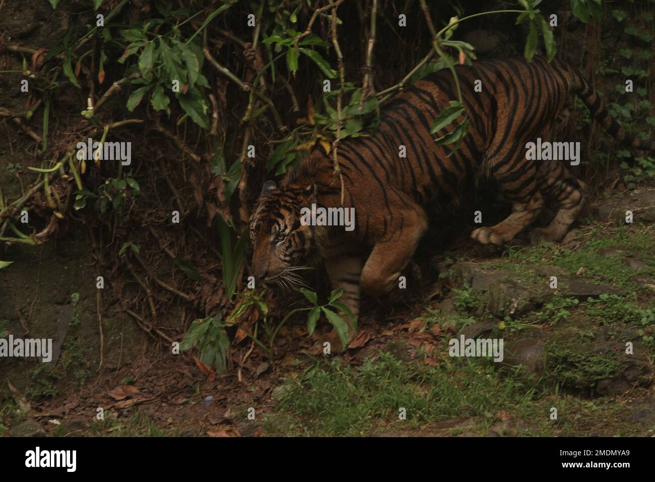 Slink hi-res stock photography and images - Alamy