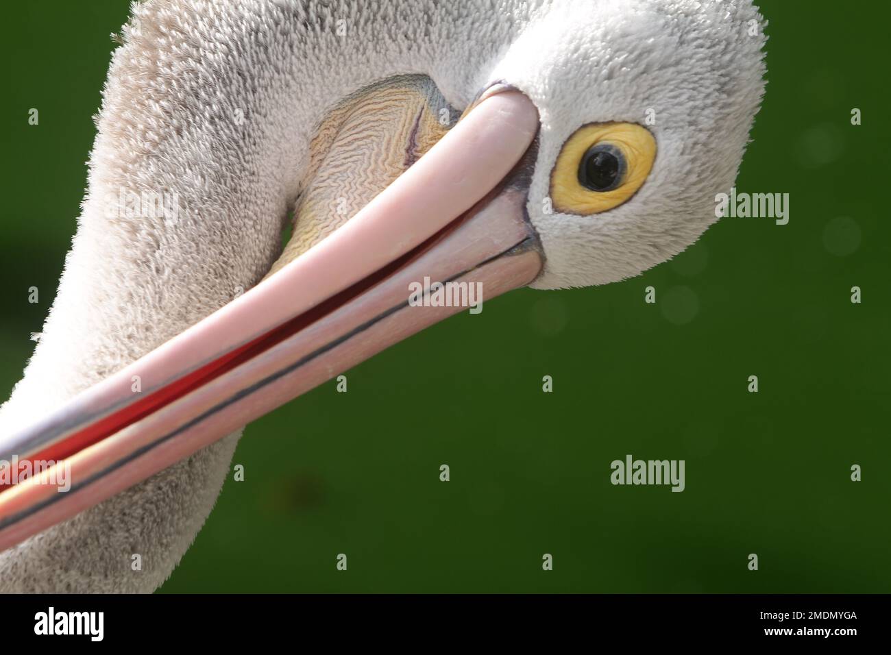 Big beak hi-res stock photography and images - Alamy