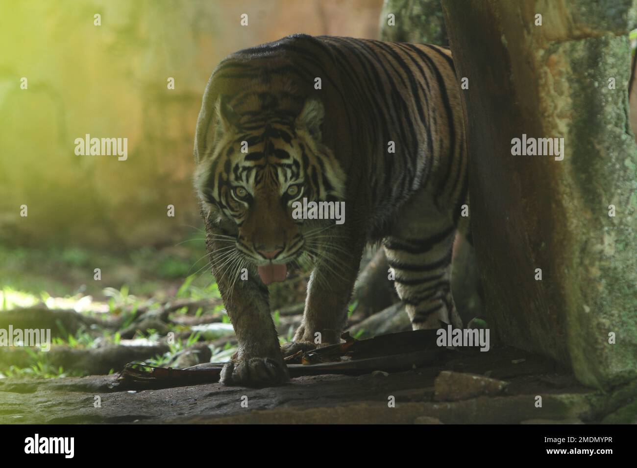 in a shady room Stock Photo - Alamy