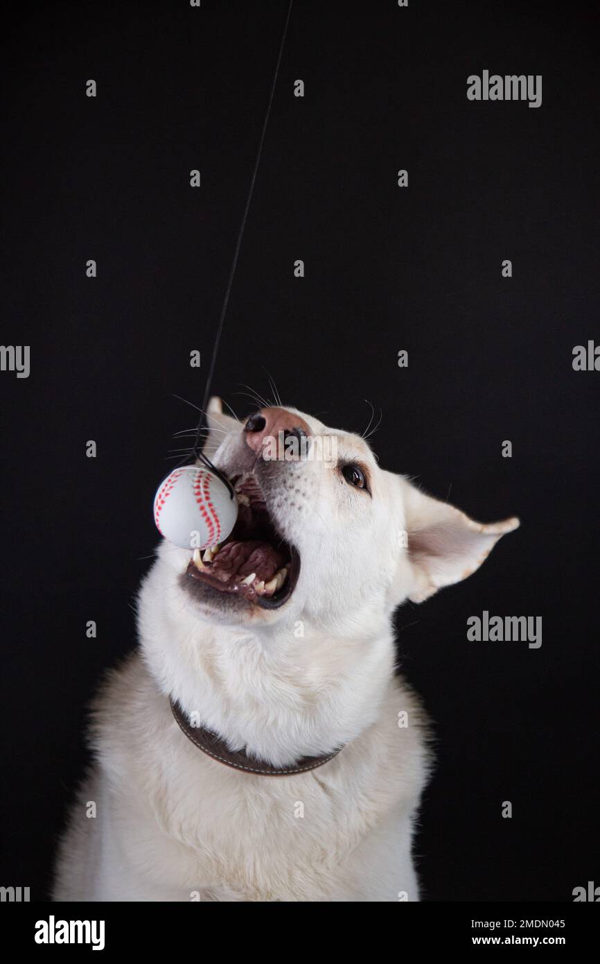 Joshi Tries To Catch The Ball On The String Stock Photo - Alamy