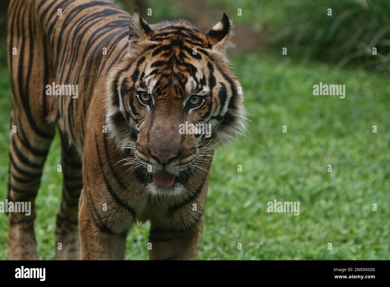 The beast face Stock Photo - Alamy