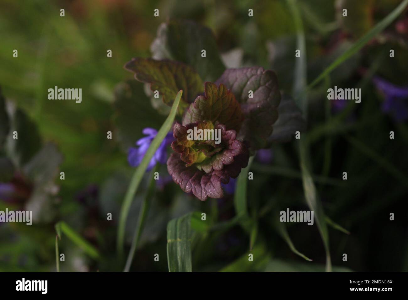 Purpleflowergardens hi-res stock photography and images - Alamy