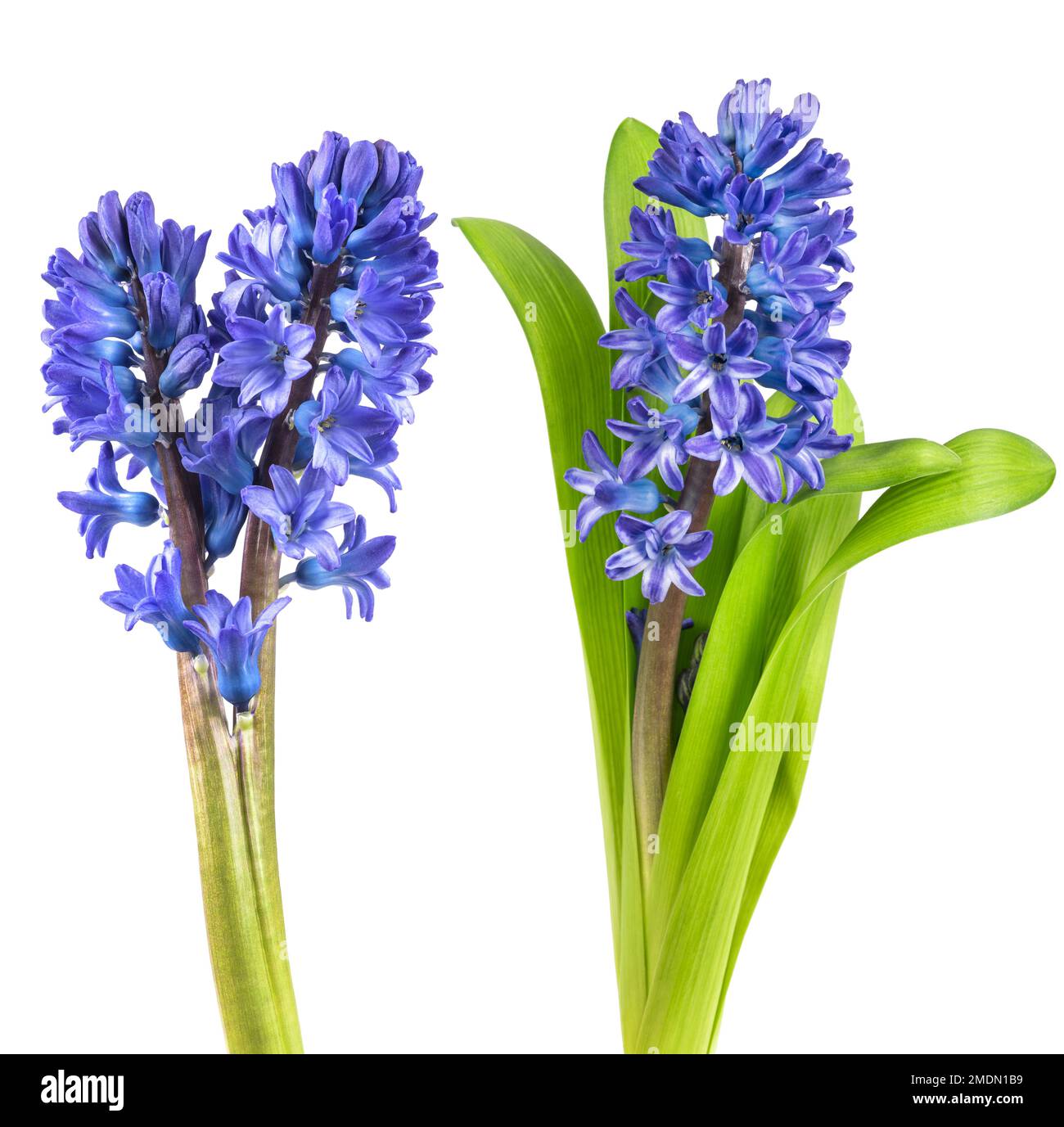 Blue Hyacinthus flowers isolated on white background Stock Photo - Alamy