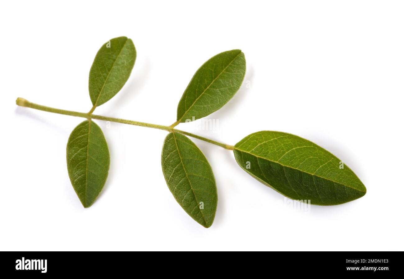 Licorice sprig with leaves isolated on white background Stock Photo - Alamy