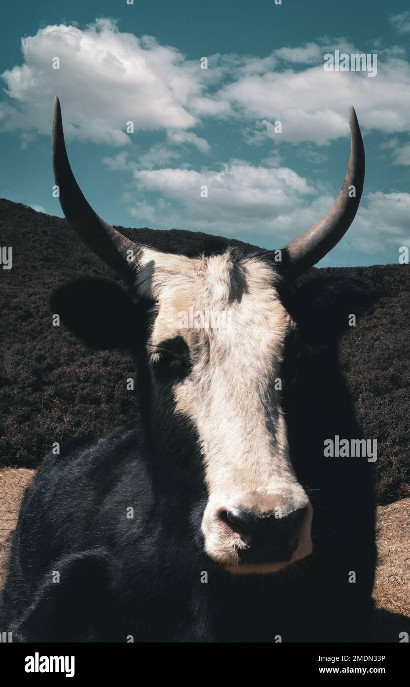 A vertical closeup of a black yak with a white head Stock Photo - Alamy