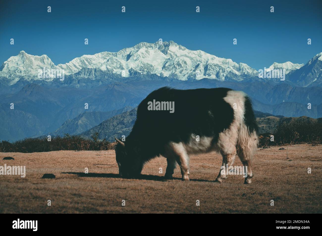A black and white yak grazing in the field against the background of mountains Stock Photo - Alamy