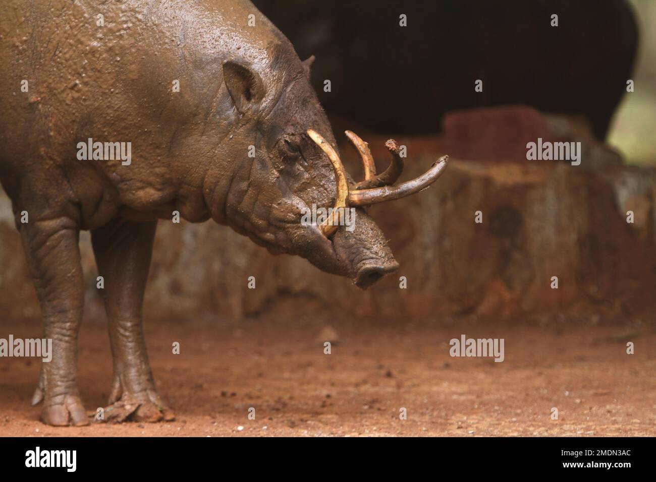 Babyrousa species hi-res stock photography and images - Alamy