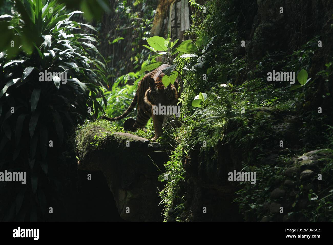 Sumatran predator hi-res stock photography and images - Alamy