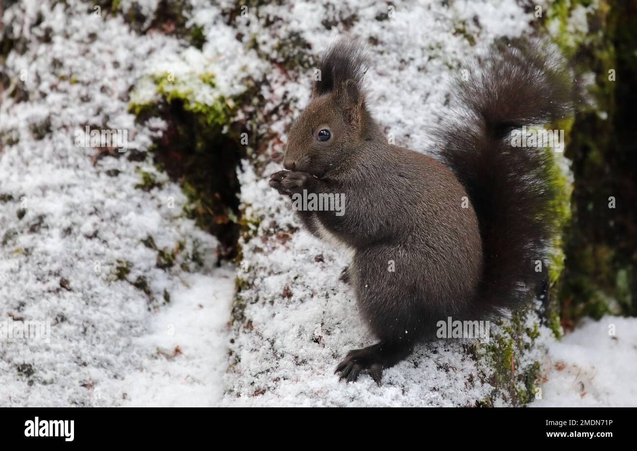 A cute brown red squirrel on a tree trunk in winter eating nuts Stock ...