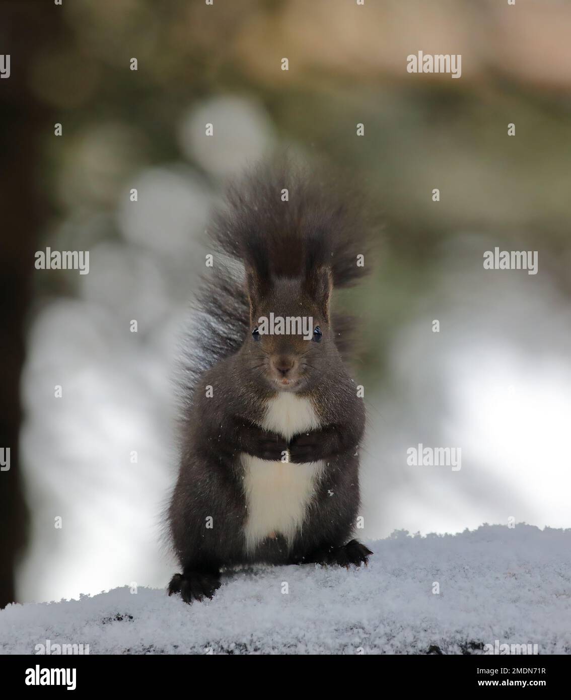 A cute brown red squirrel on a rock against a blurred background Stock ...