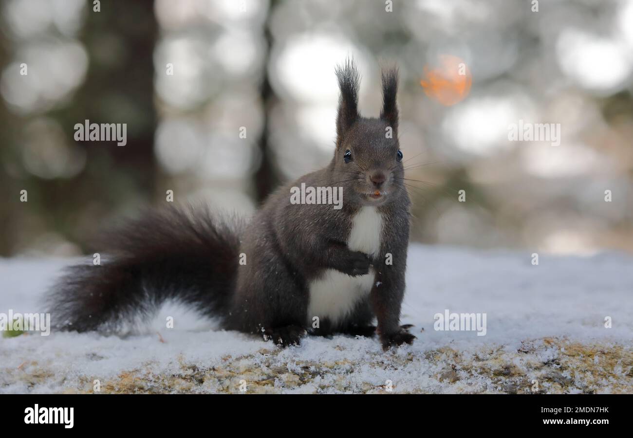 A cute brown red squirrel on a rock against a blurred background Stock ...