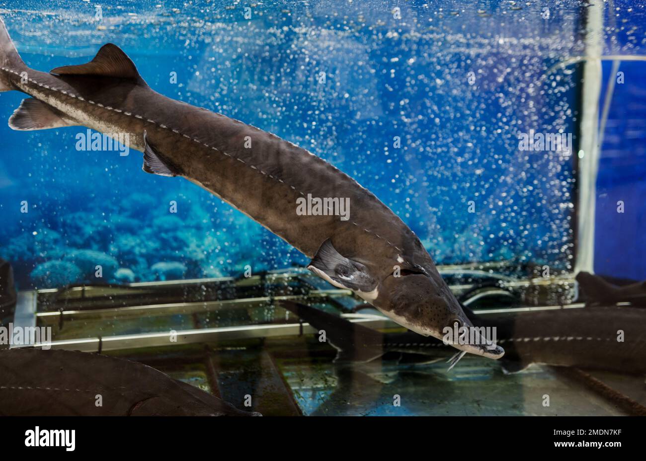 Sturgeon fish beluga hi-res stock photography and images - Alamy