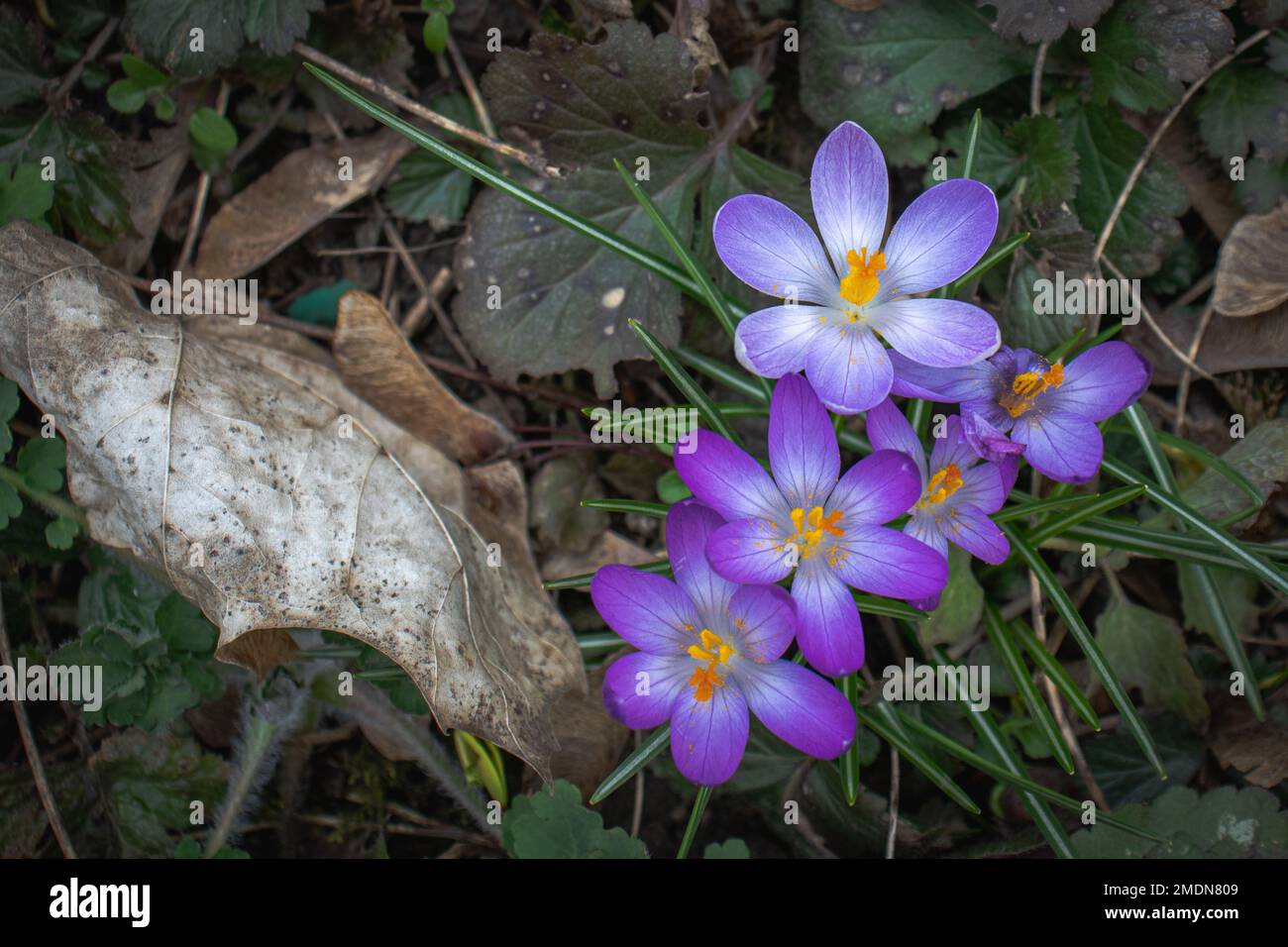 A close-up shot of beautiful blue flowers growing in a park Stock Photo ...