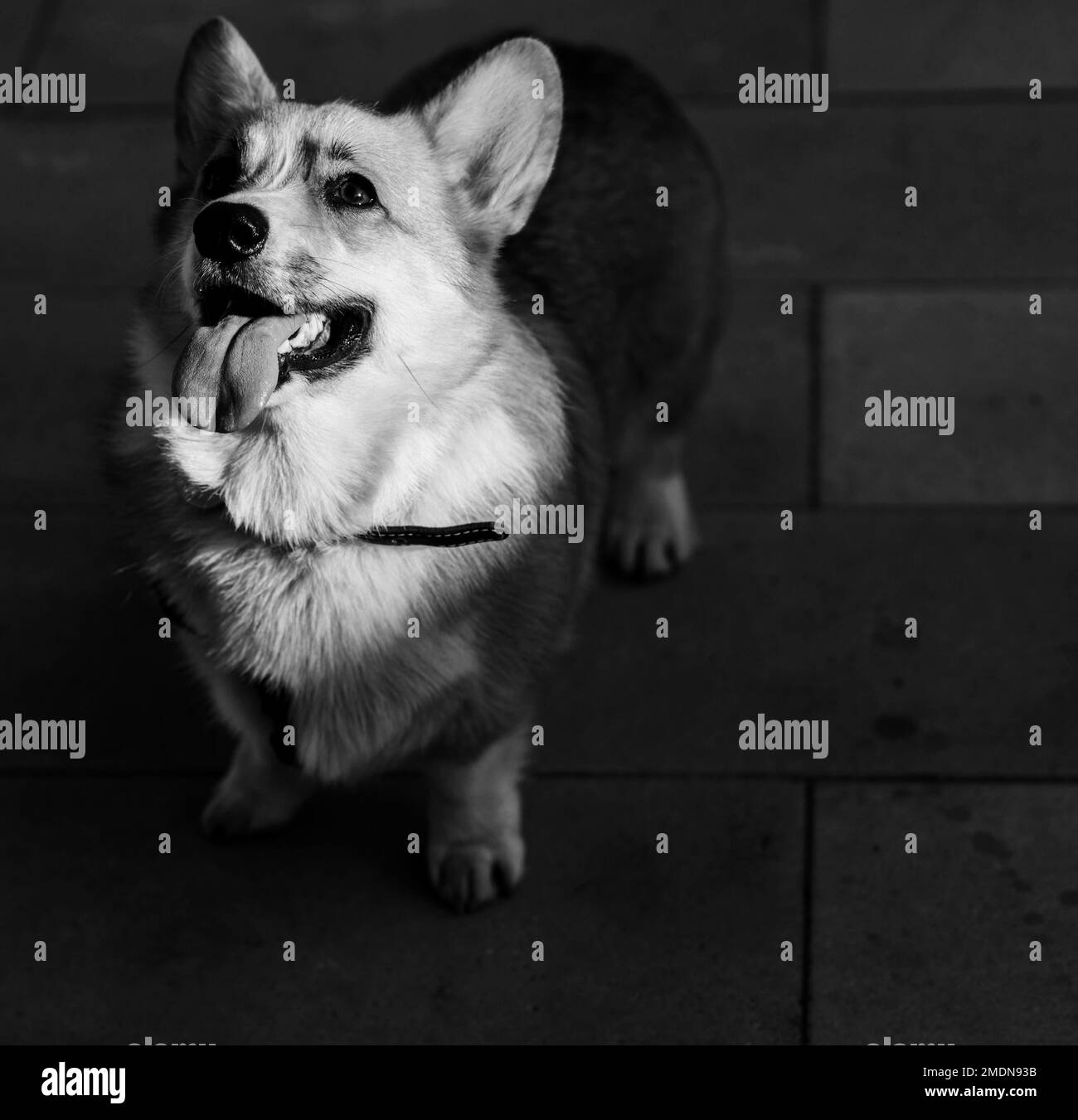 Fluffy corgi Black and White Stock Photos & Images - Alamy