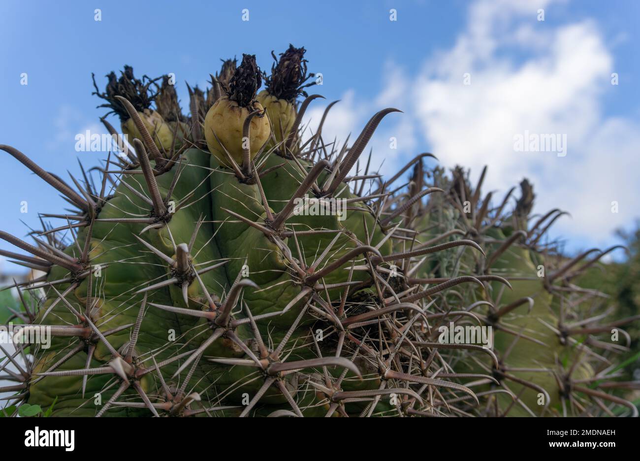 Ferocactus latispinus is a species of barrel cactus native to Mexico ...