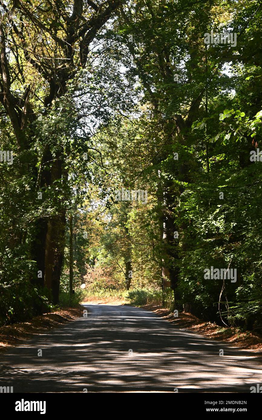 Dappled shadows on road hi-res stock photography and images - Alamy
