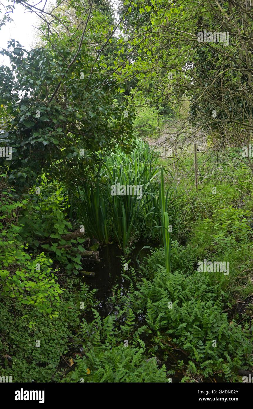 Stream overgrown plants hi-res stock photography and images - Alamy