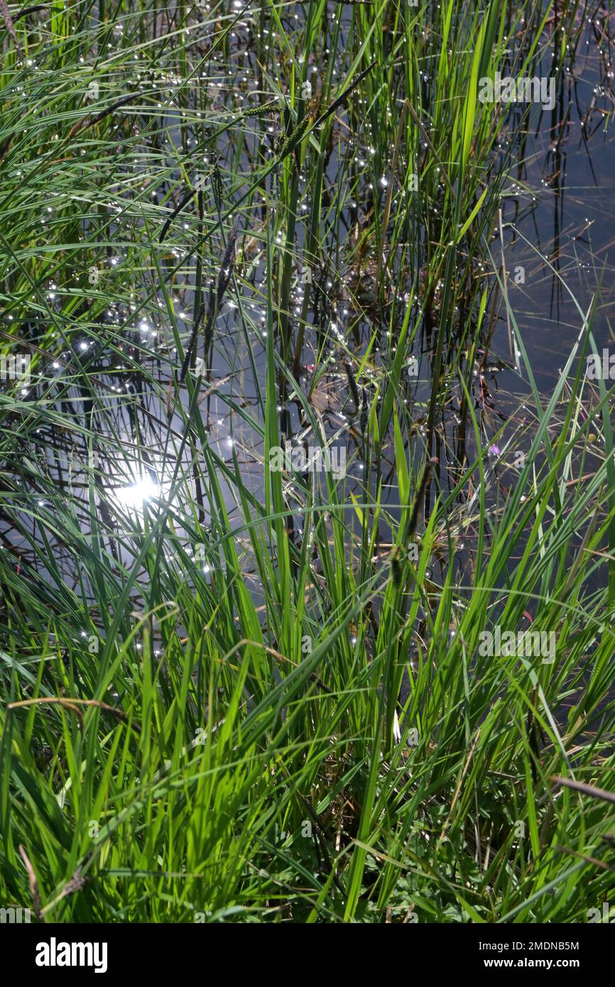 sun reflecting in water Stock Photo - Alamy