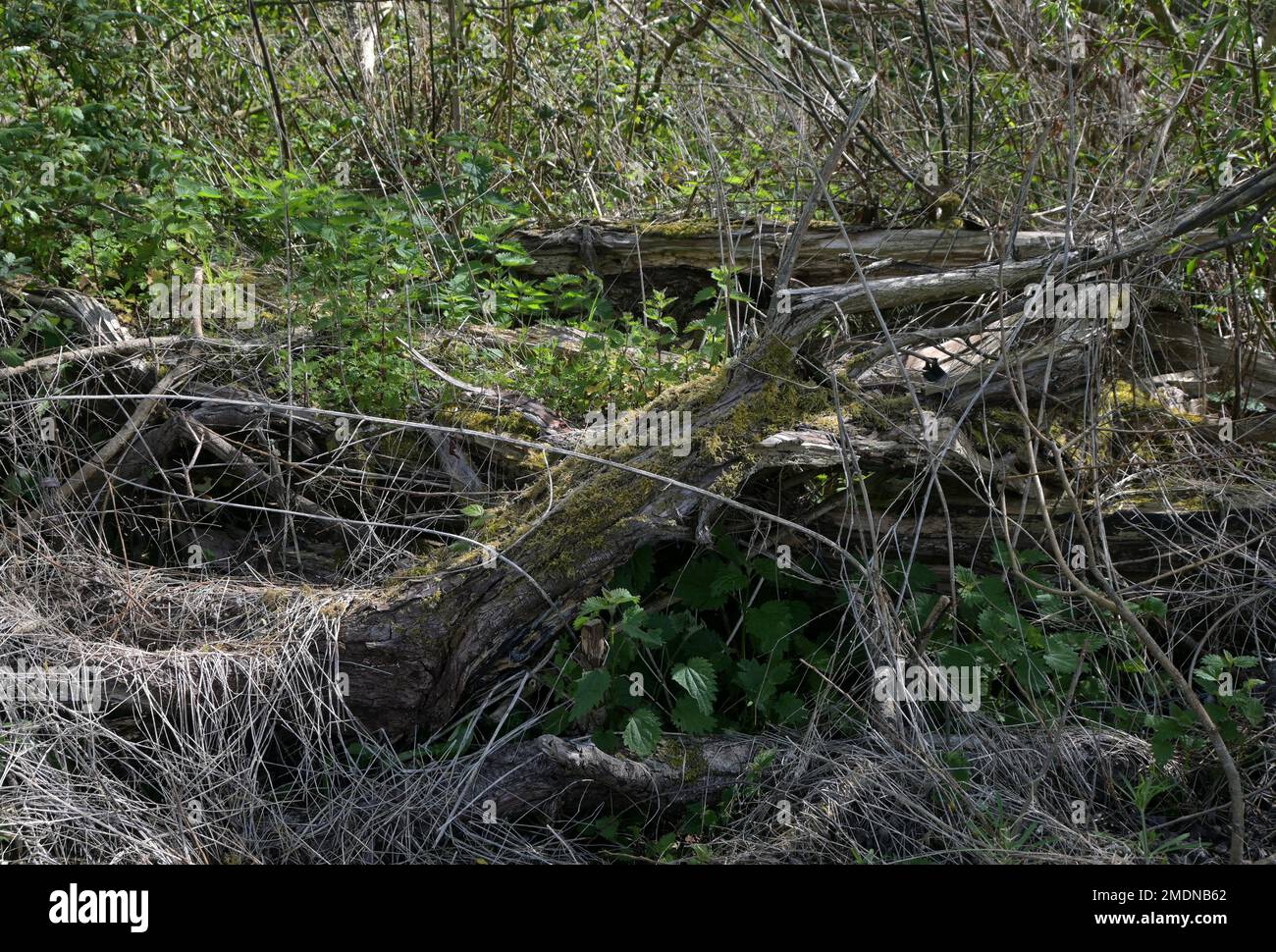 dead tree and branches in woodland Stock Photo - Alamy