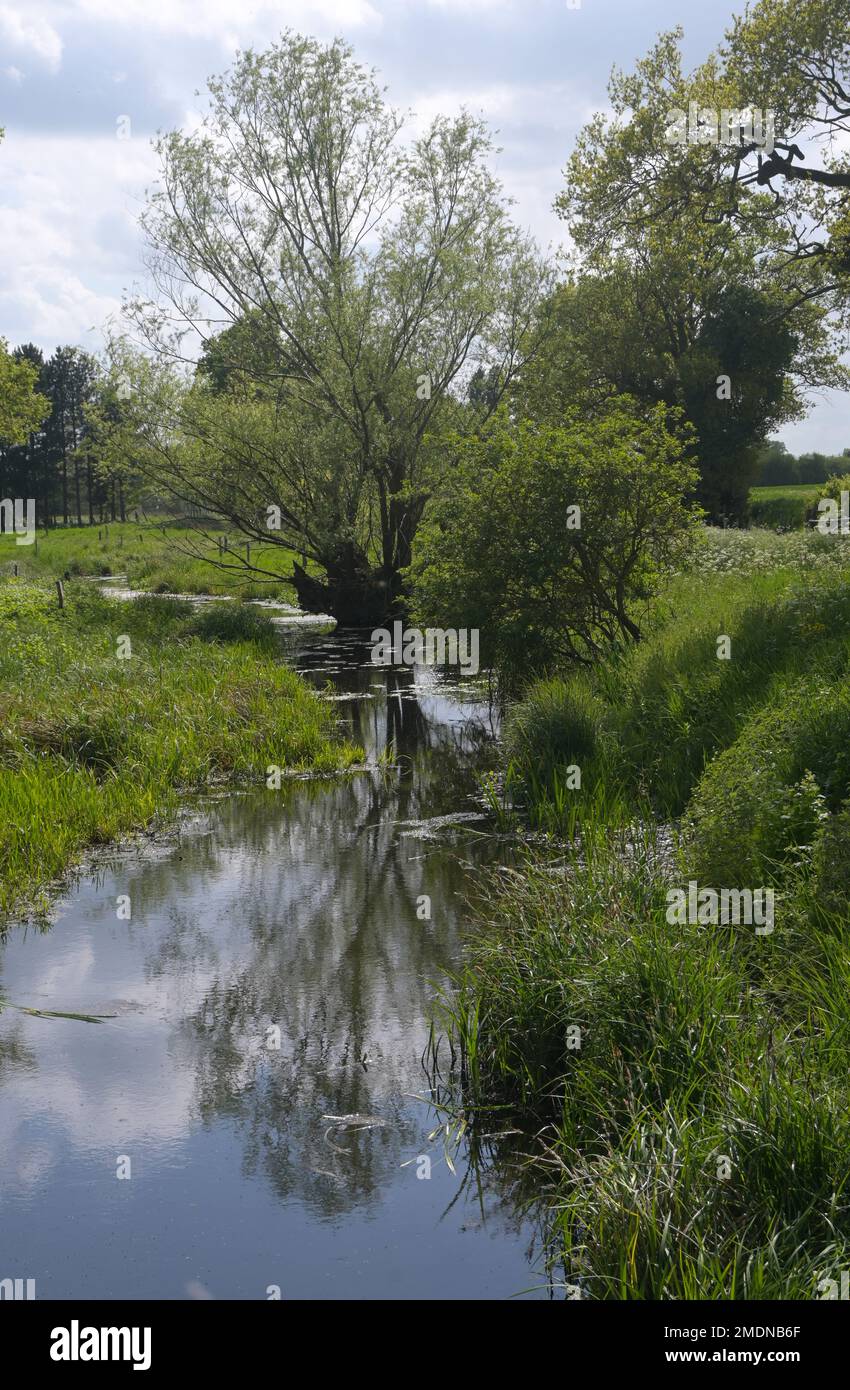 trees and stream Stock Photo - Alamy