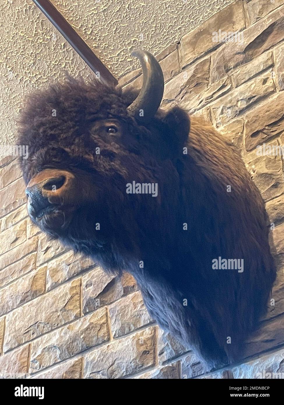 A low angle shot of a bison head on the wall Stock Photo - Alamy