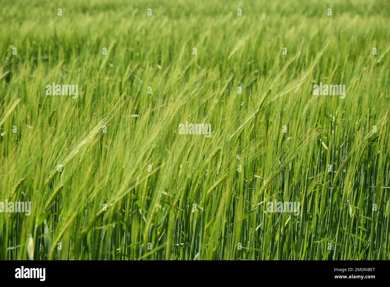 barley growing in field, suffolk Stock Photo - Alamy