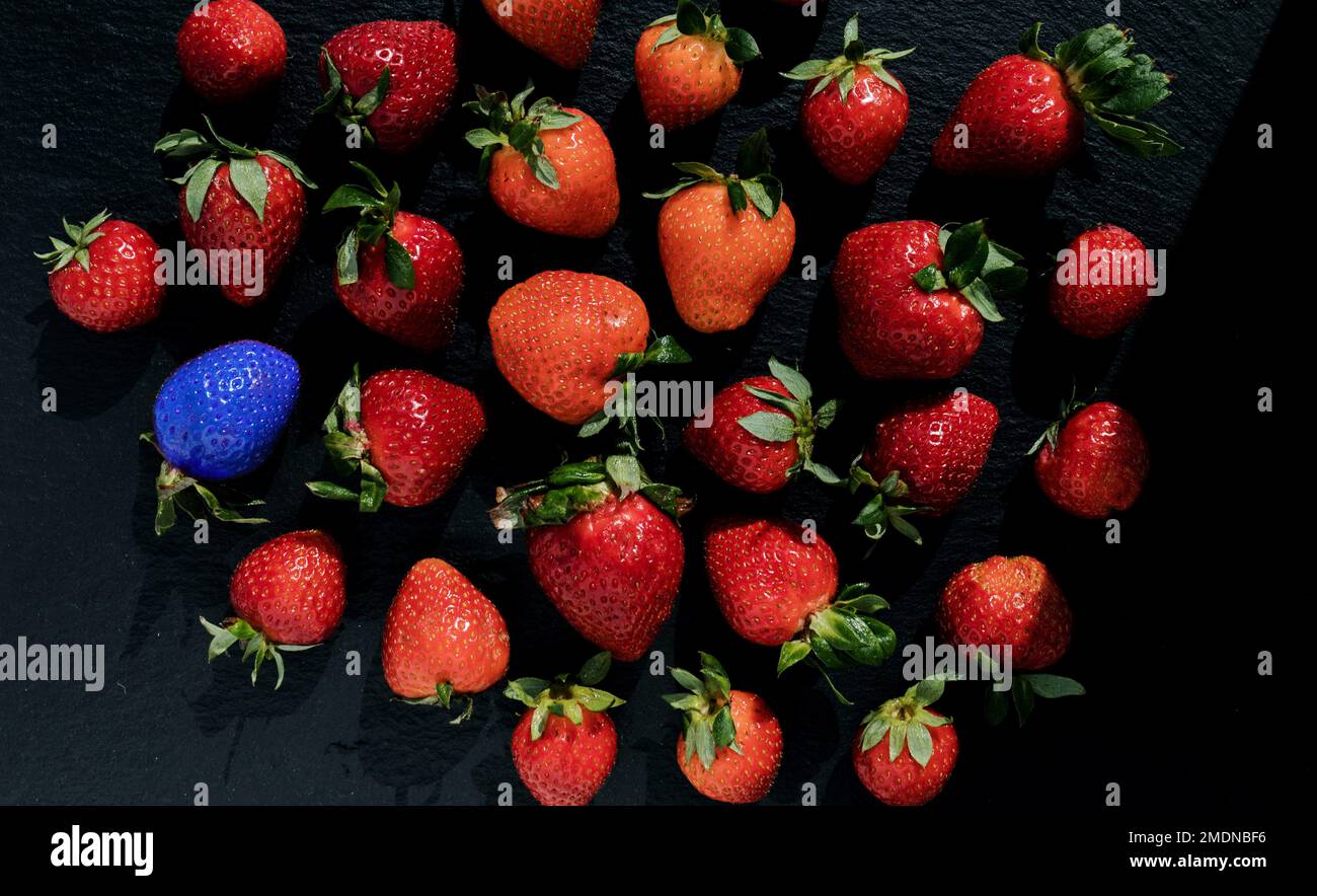One blue strawberry among red strawberries on black stone background ...