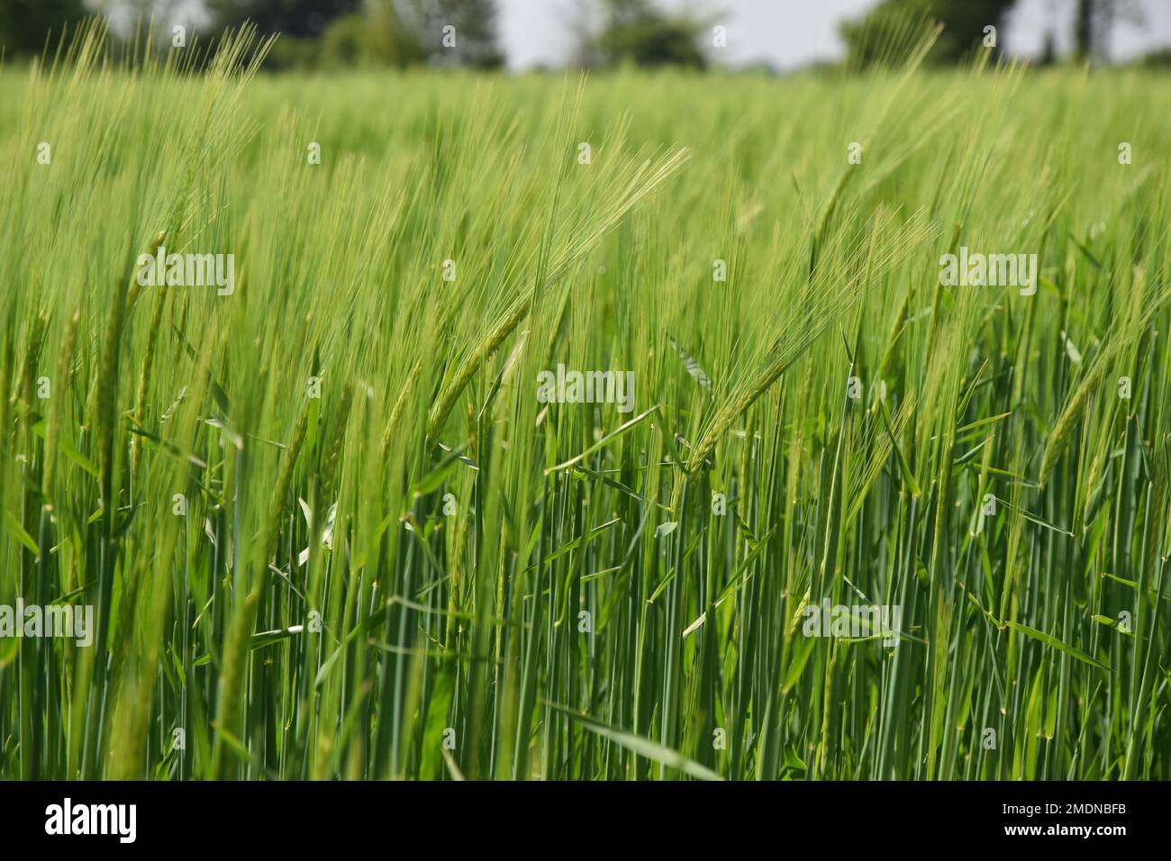 Growing barley for beer hi-res stock photography and images - Alamy