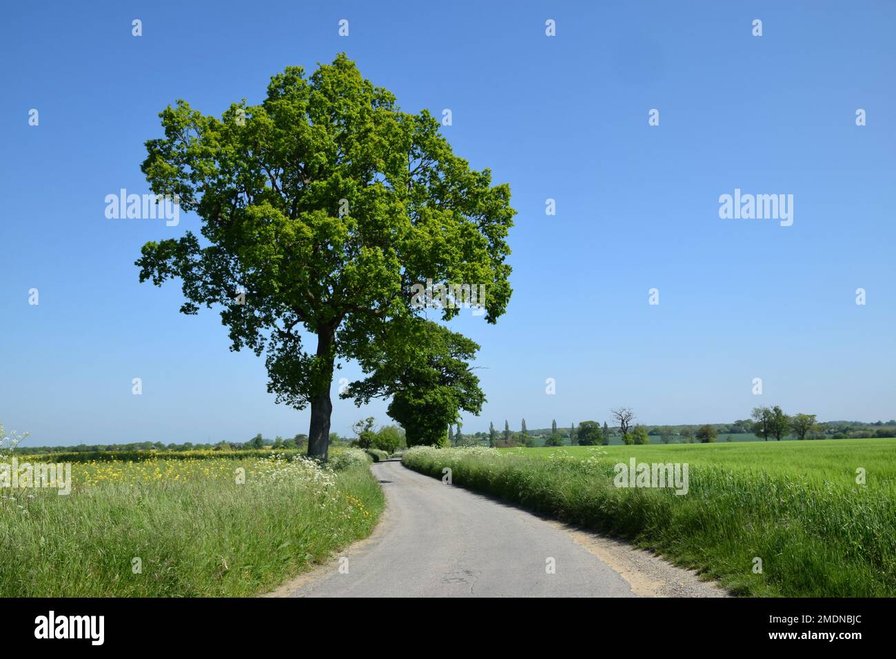 field, trees and crops, suffolk Stock Photo - Alamy