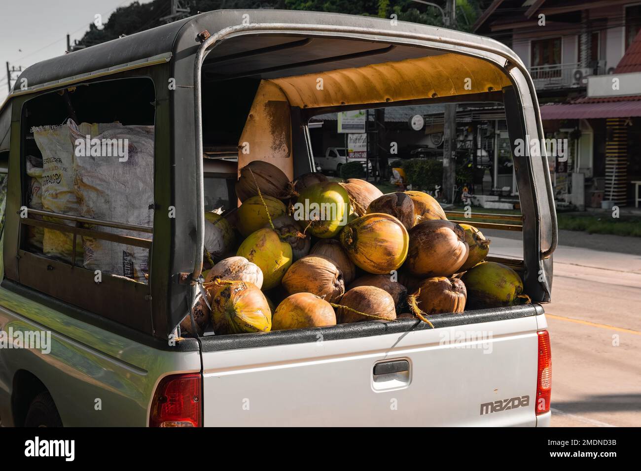 Coconuts transported on a pickup truck in Ko Lanta, Krabi, Thailand ...