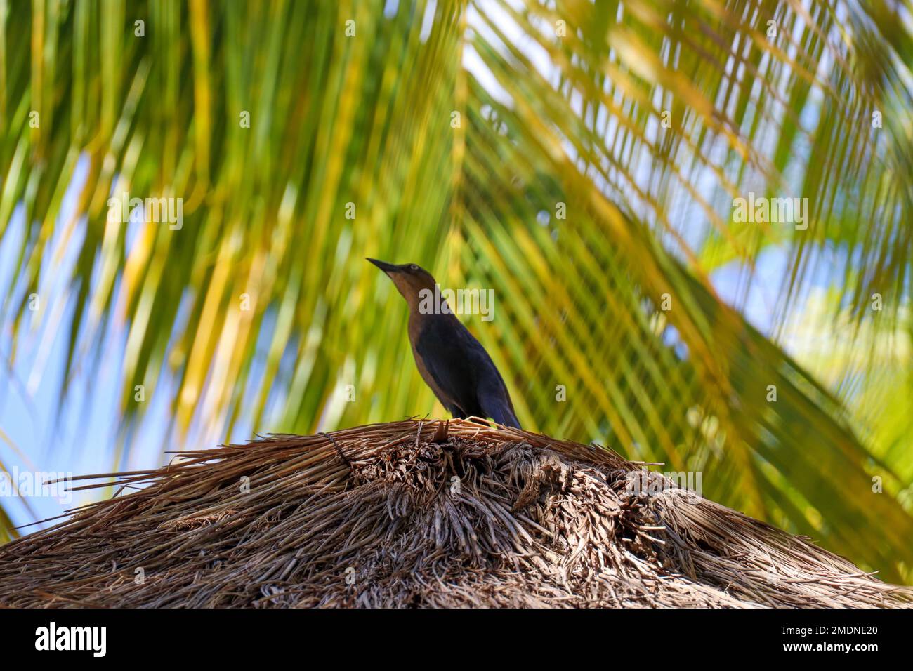 Beautiful Impressions of Yucatan in Mexico Stock Photo - Alamy