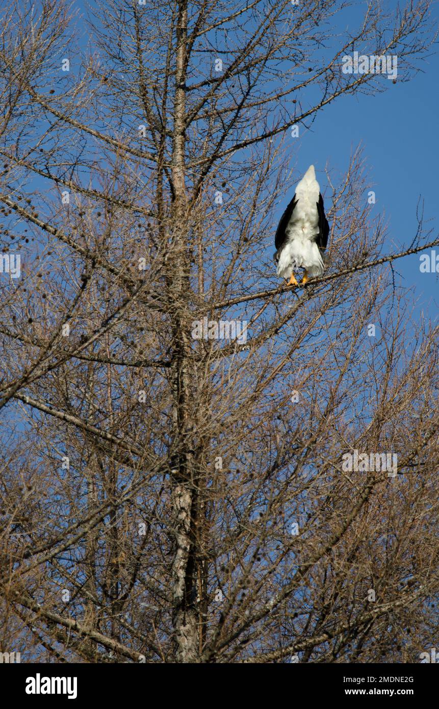 Defecate defecating hi-res stock photography and images - Alamy