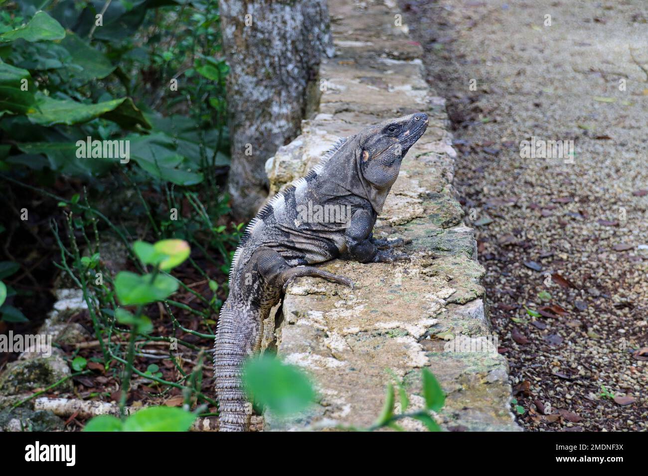 Southeast mexico hi-res stock photography and images - Alamy