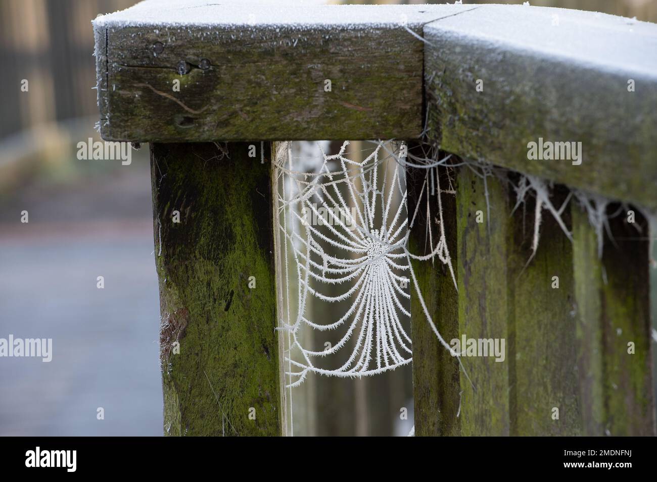 Cobwebs on fence hi-res stock photography and images - Alamy