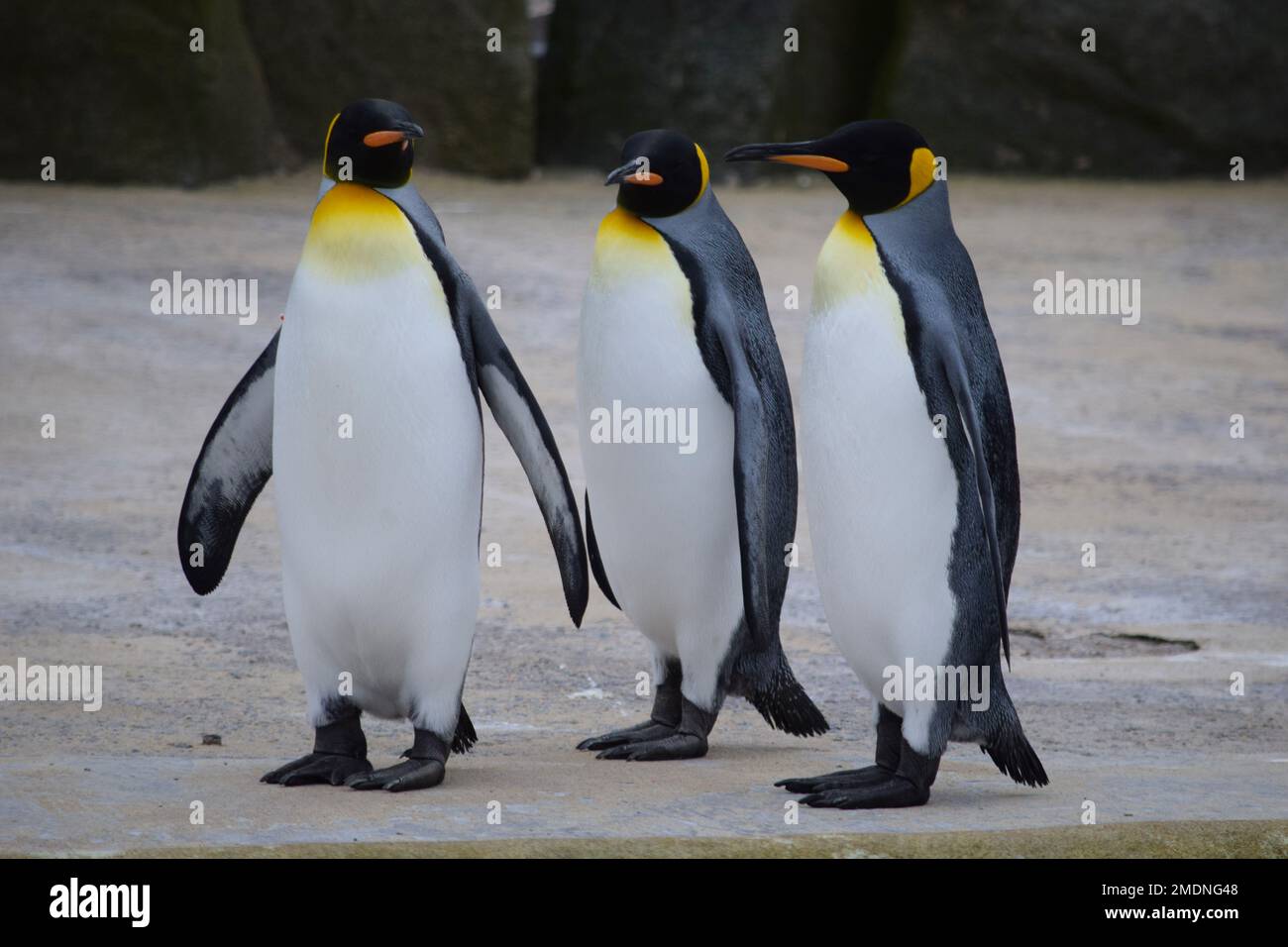 A closeup shot of three King penguins, with yellow-orange plumage at ...