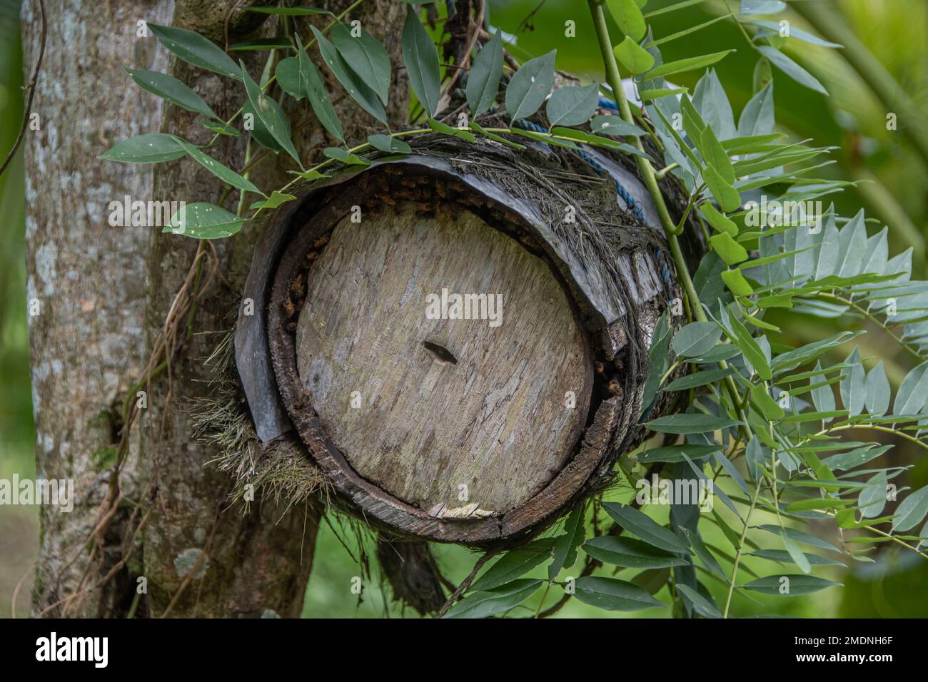 Beehive attached to a tree Stock Photo - Alamy